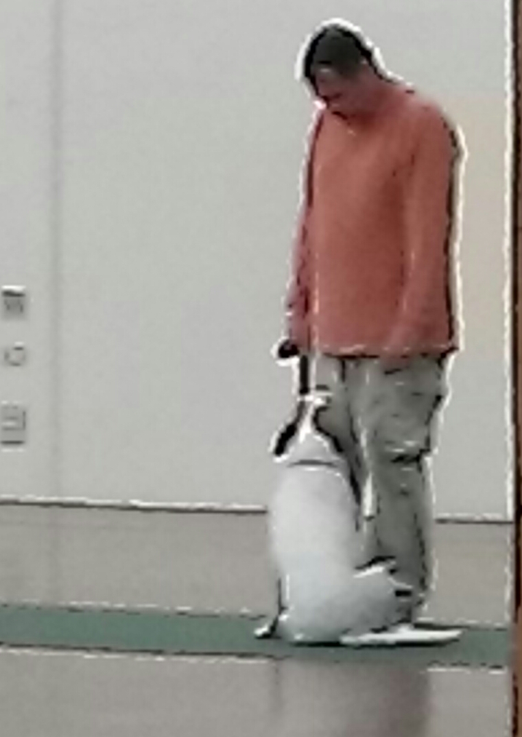 Emotional Support Dogs – How One Helped a PTSD Survivor – Phoebe's Tails